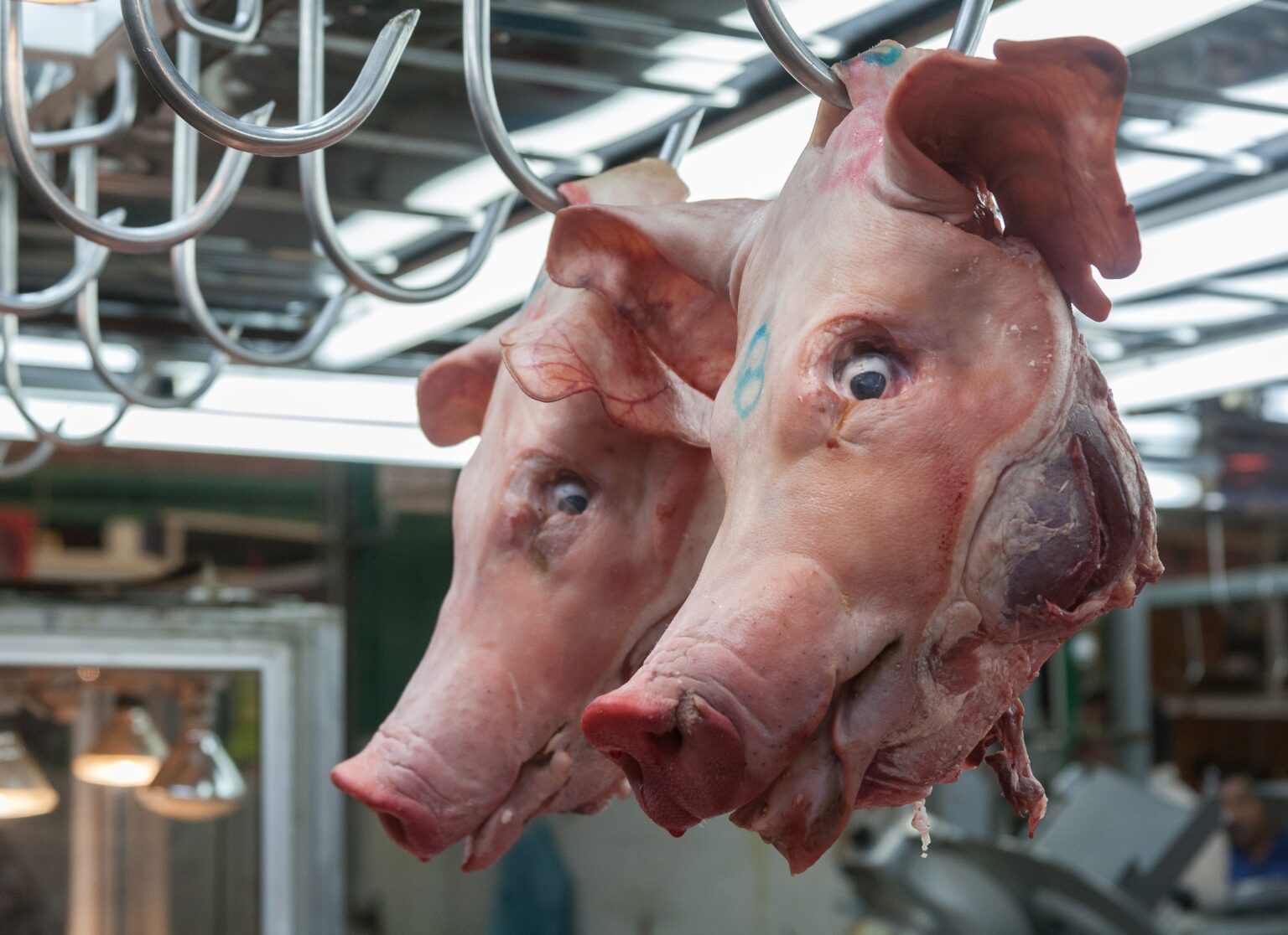 Pork Taboos in Judaism and Islam: Ancient Rules, Modern Meanings ...
